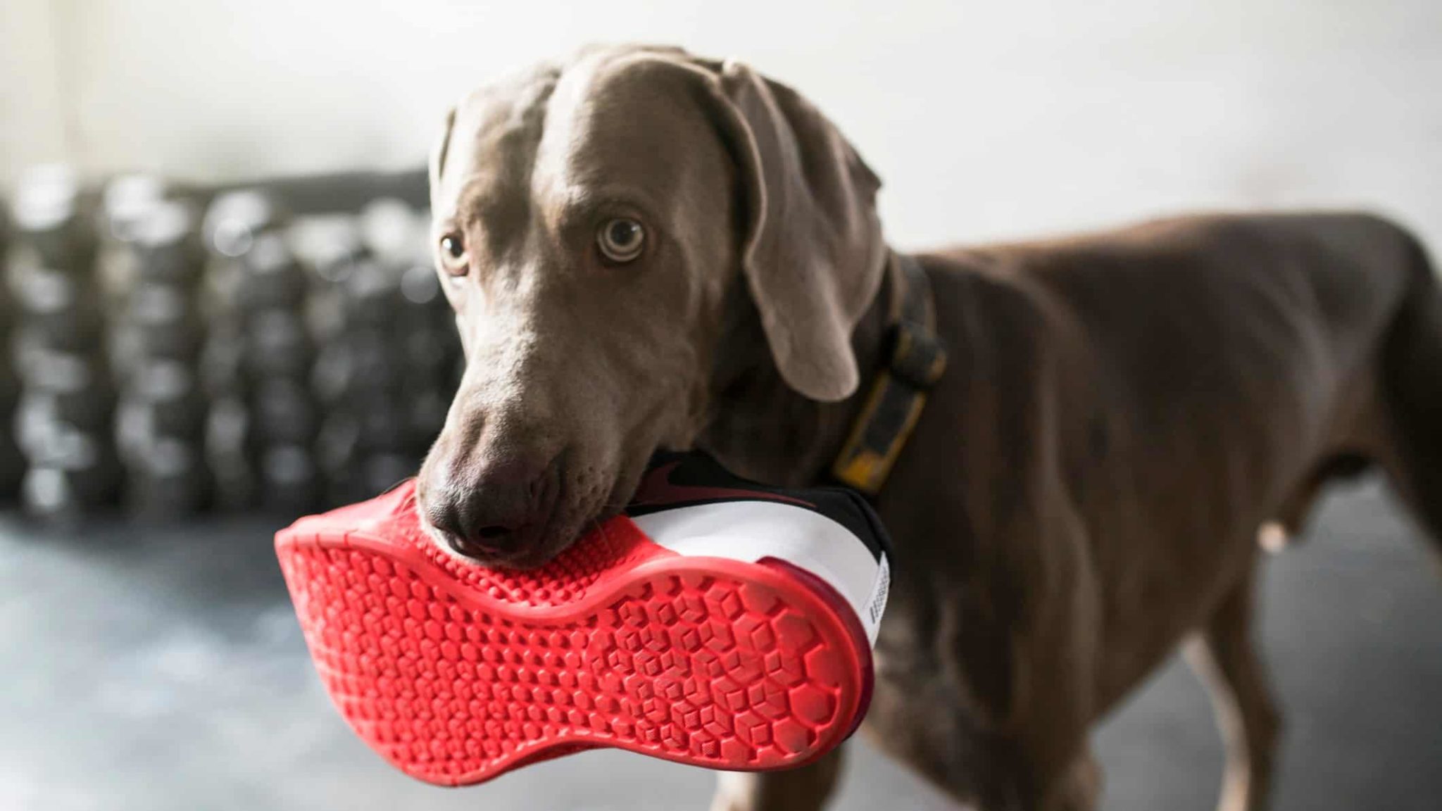 Buying AFIC shares? Here's what you actually own