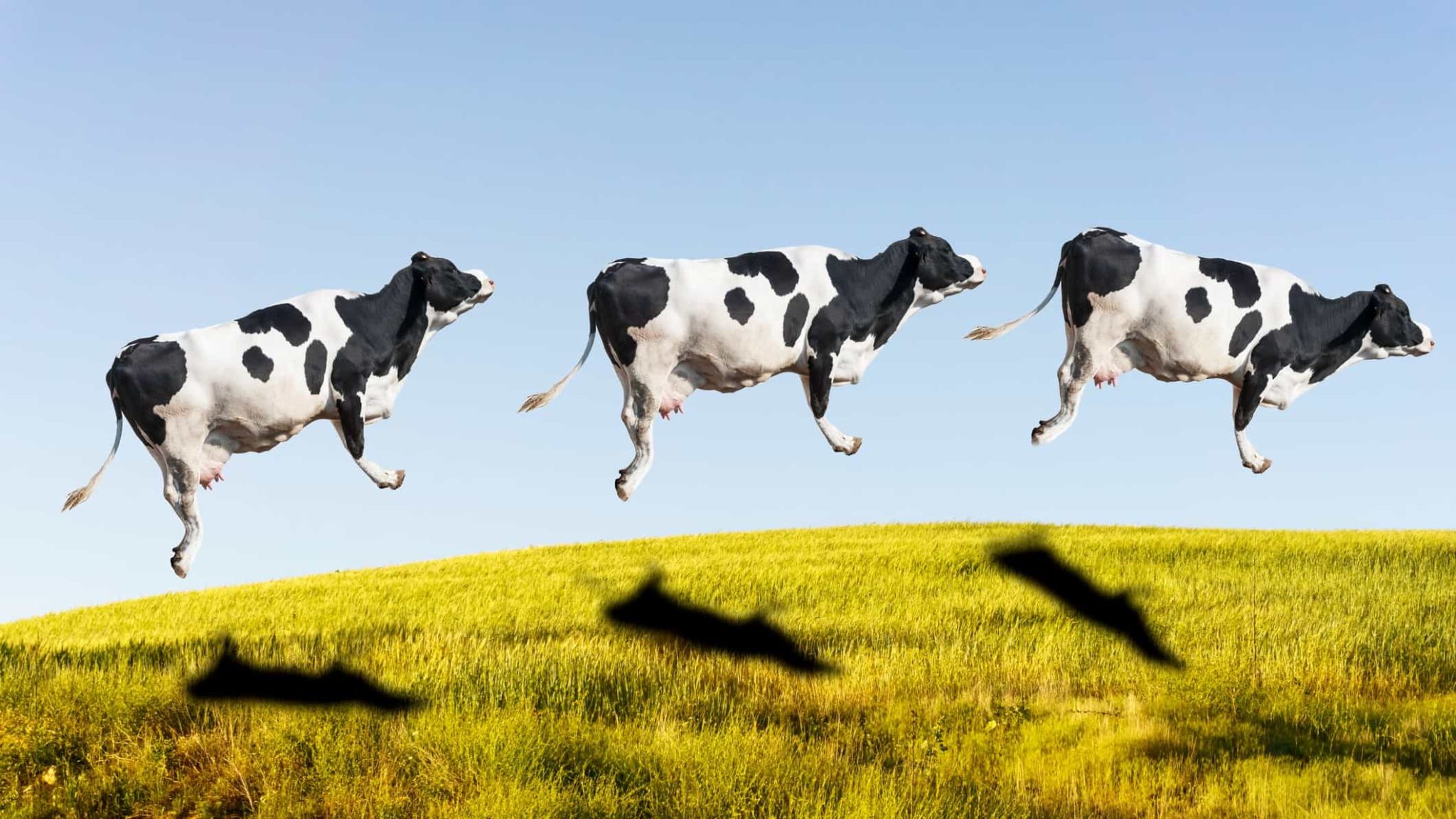 Why is the Bega Cheese (ASX:BGA) share price jumping today?