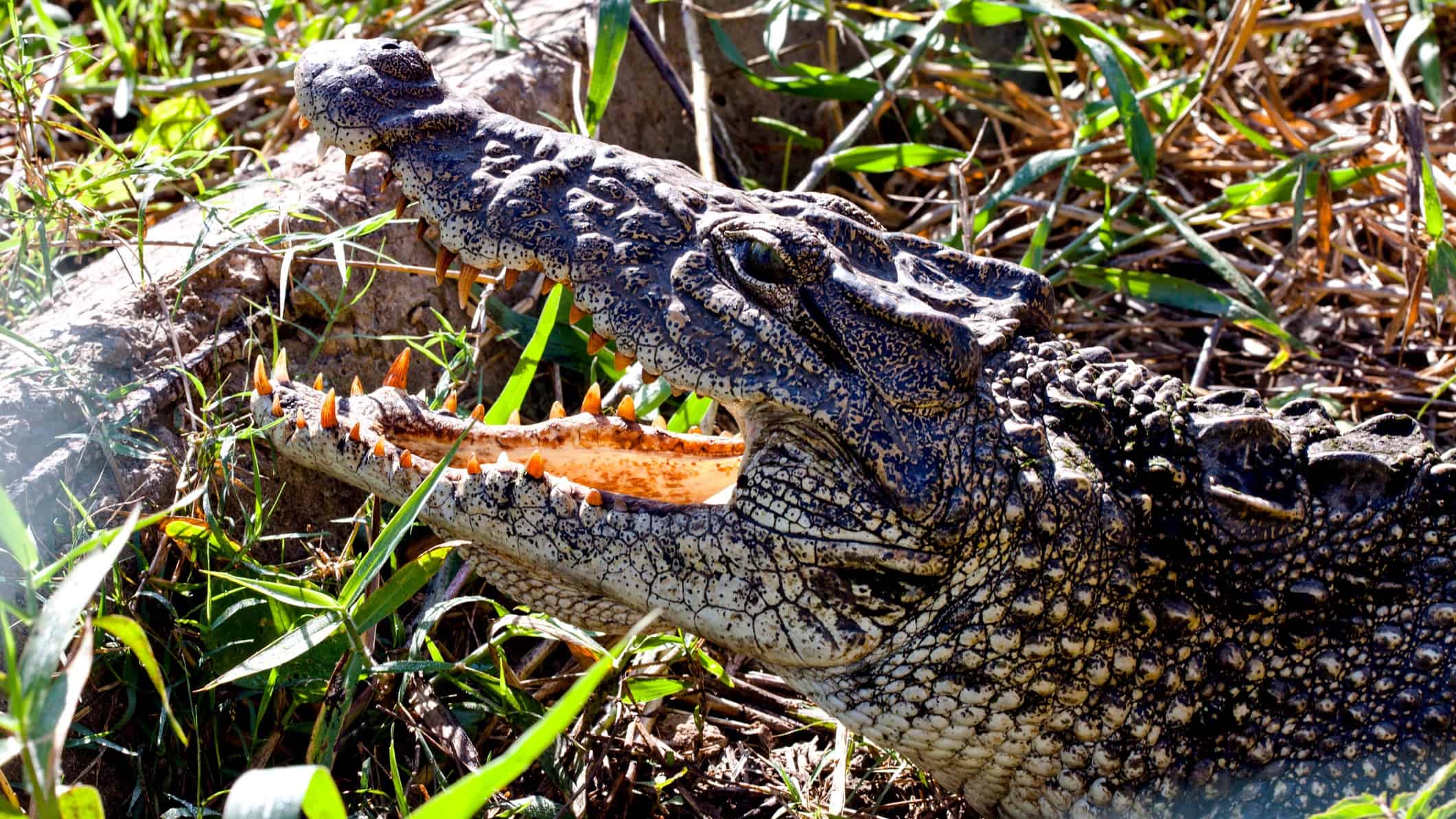 Alligator Energy Limited (ASX:AGE) Share Price News | The Motley Fool ...